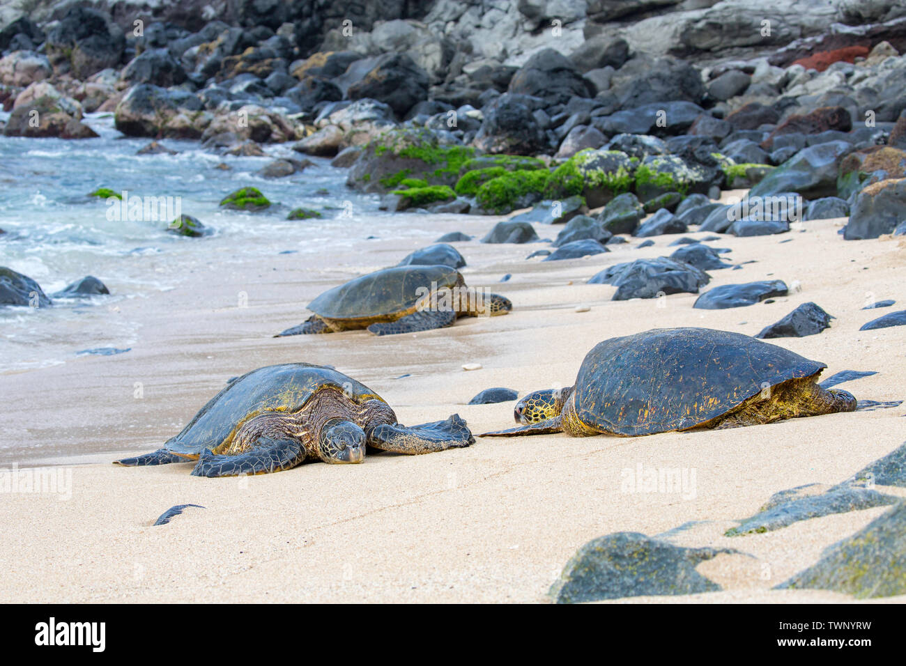 These green sea turtles, Chelonia mydas, an endangered species, have ...