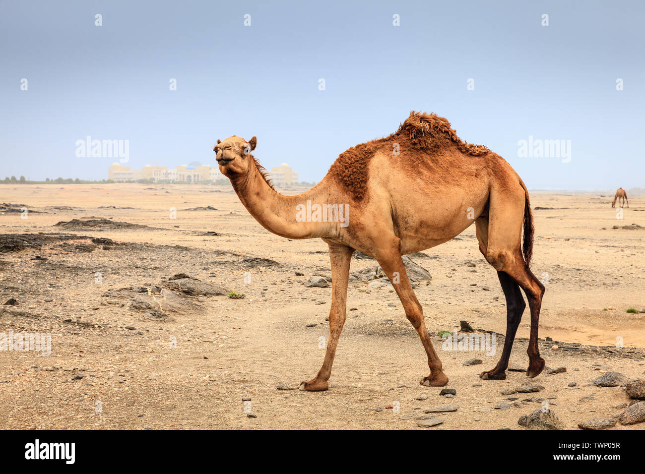 Camel with desert landscape hi-res stock photography and images - Alamy