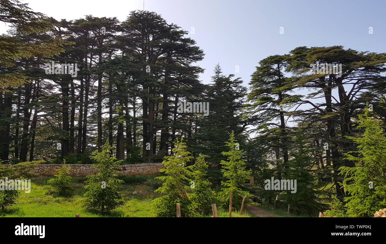 Cedars of god lebanon hi-res stock photography and images - Alamy