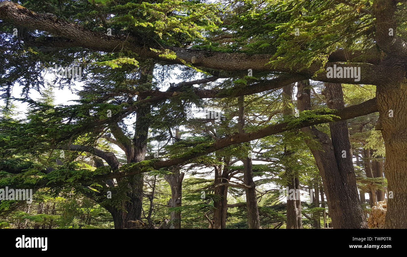 Cedars of the lord hi-res stock photography and images - Alamy