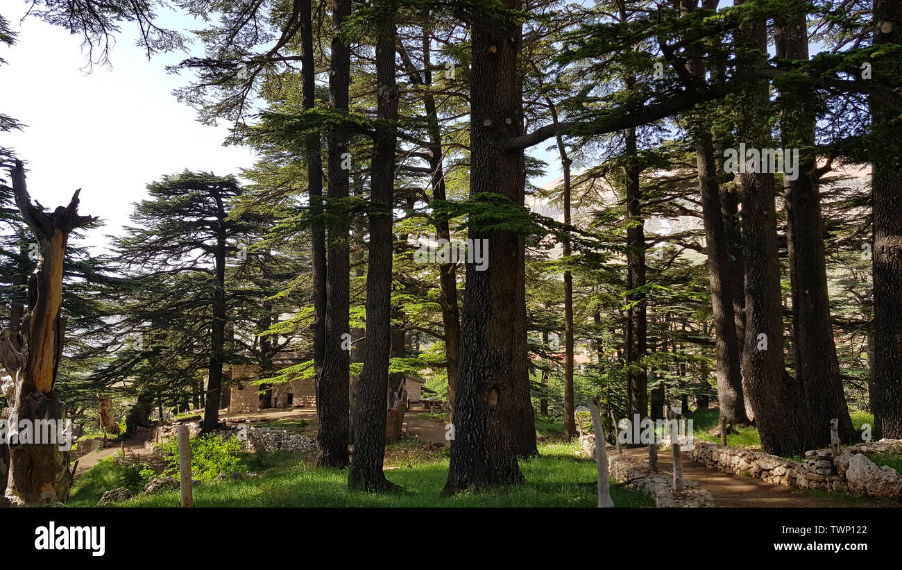 Cedars of god lebanon hi-res stock photography and images - Alamy