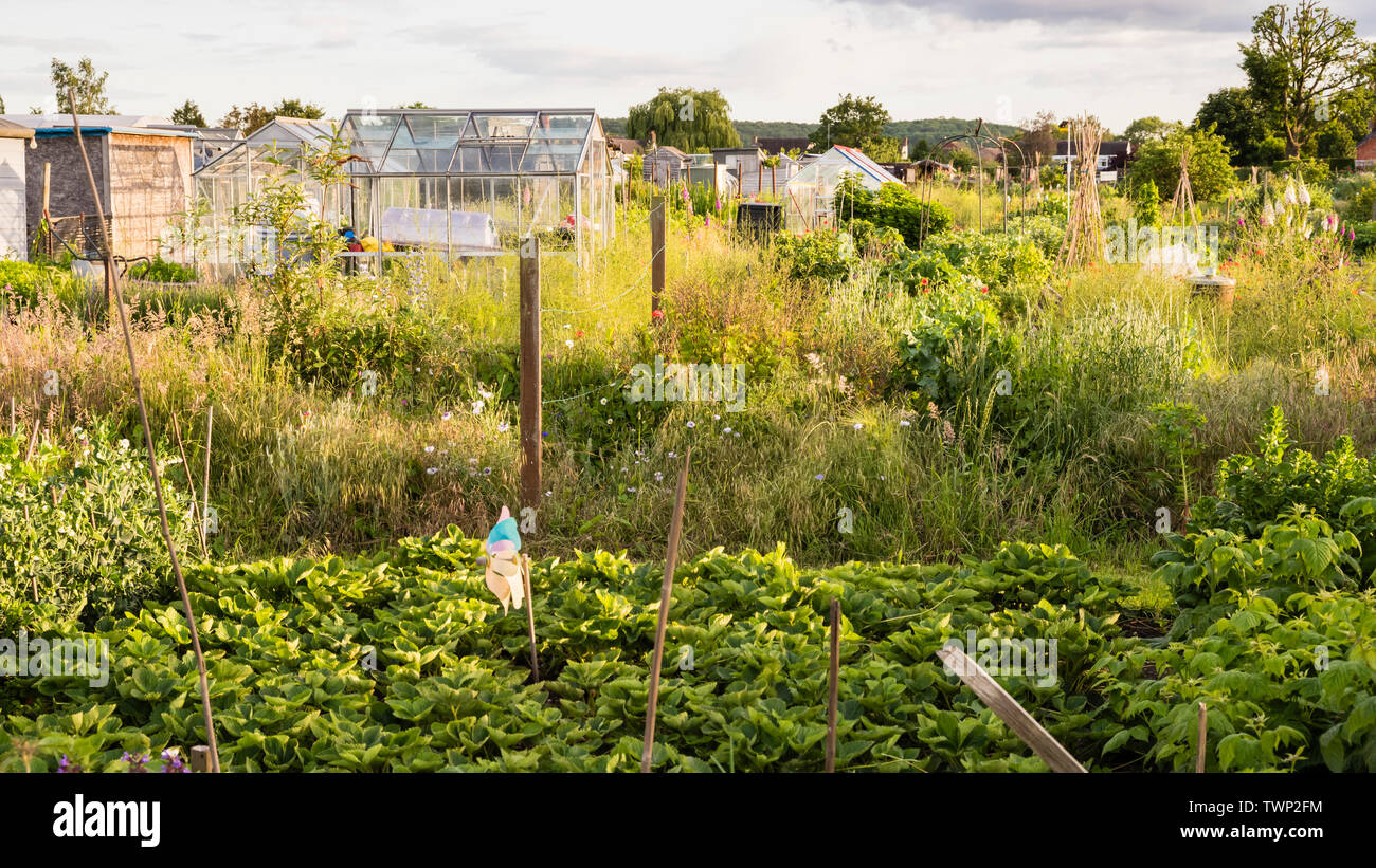 Allotments plots hi-res stock photography and images - Alamy