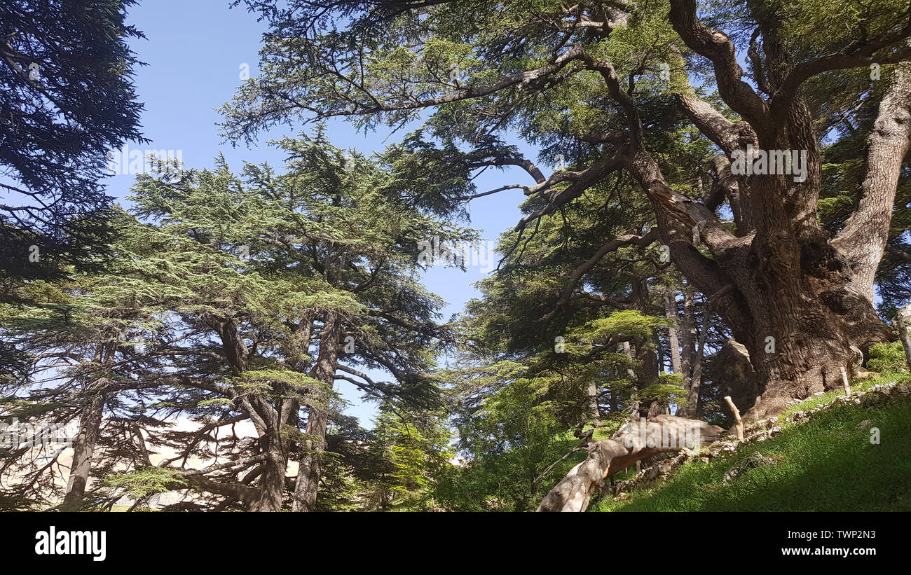 Cedars of god lebanon hi-res stock photography and images - Alamy