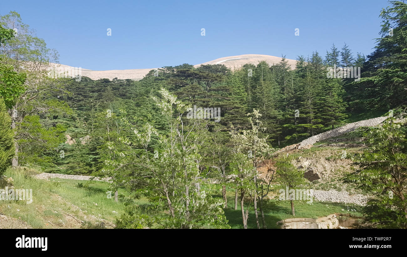 Lebanese cedars trees hi-res stock photography and images - Alamy