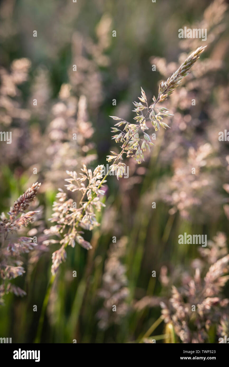 Meadow fescue grass hi-res stock photography and images - Alamy