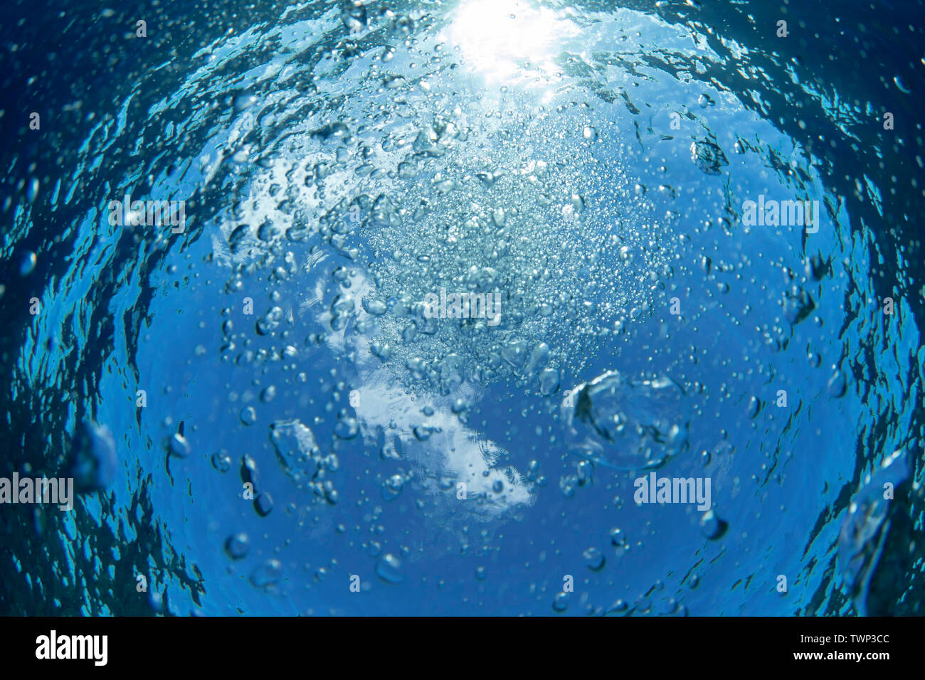 A burst of bubbles on thier way to the surface of the Pacific Ocean ...