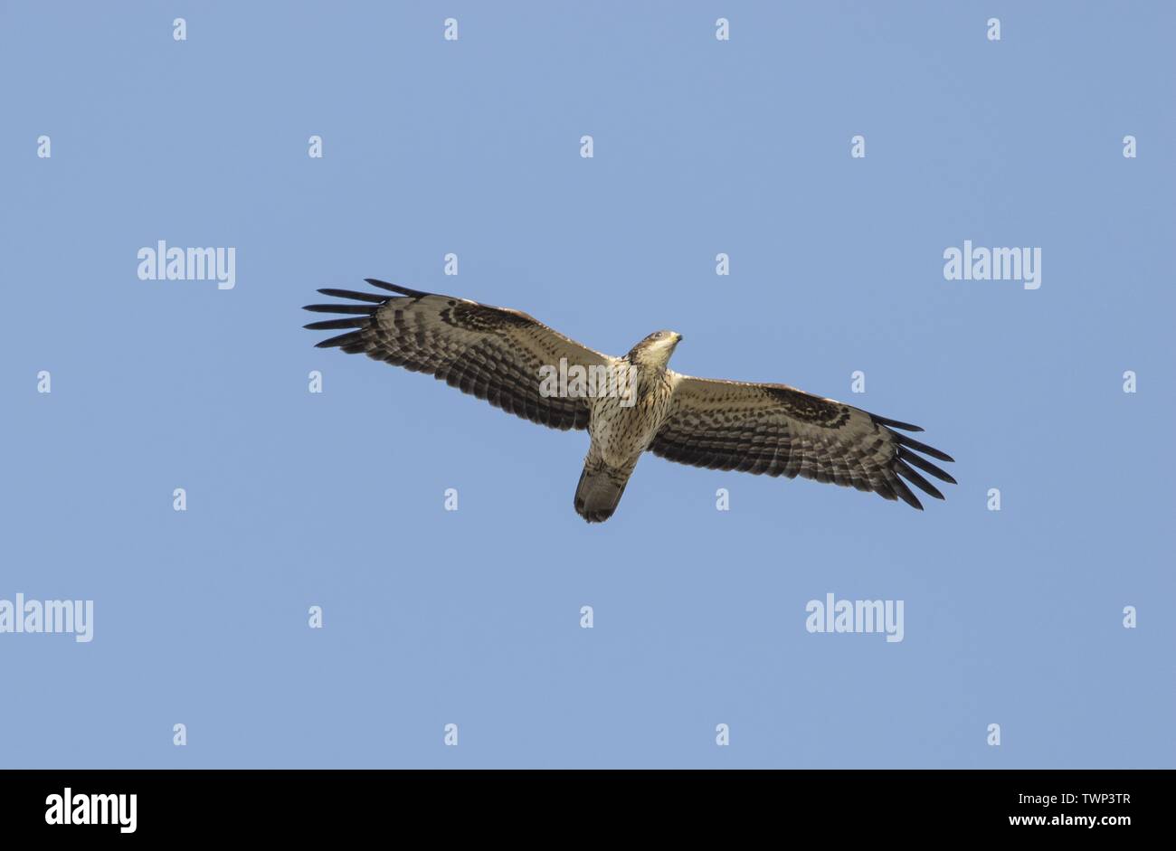 Buzzard underwing hi-res stock photography and images - Alamy