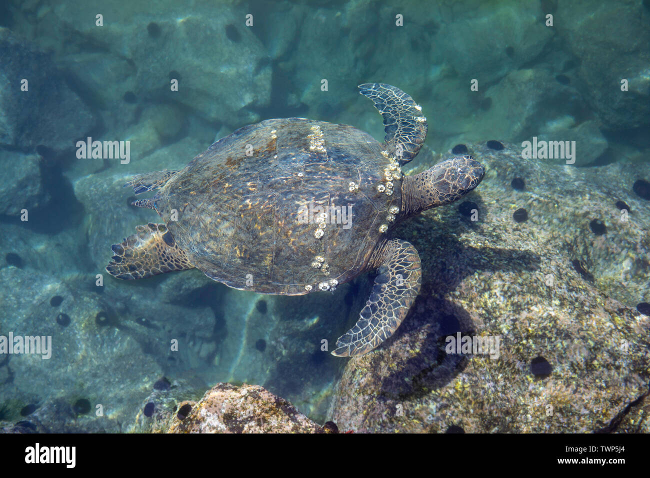 Island of niihau hi-res stock photography and images - Alamy