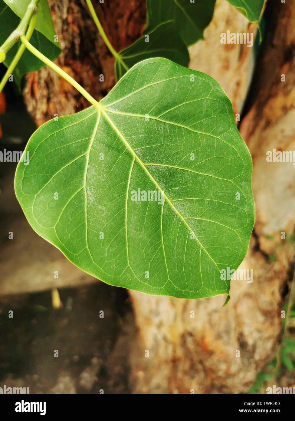 Leaves of the beautiful bodhi tree of green nature Stock Photo - Alamy