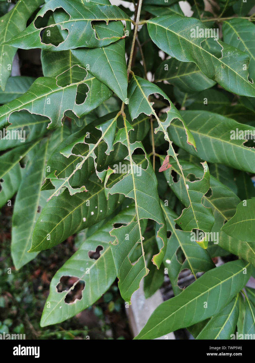 Slug damage of green leaf Stock Photo - Alamy