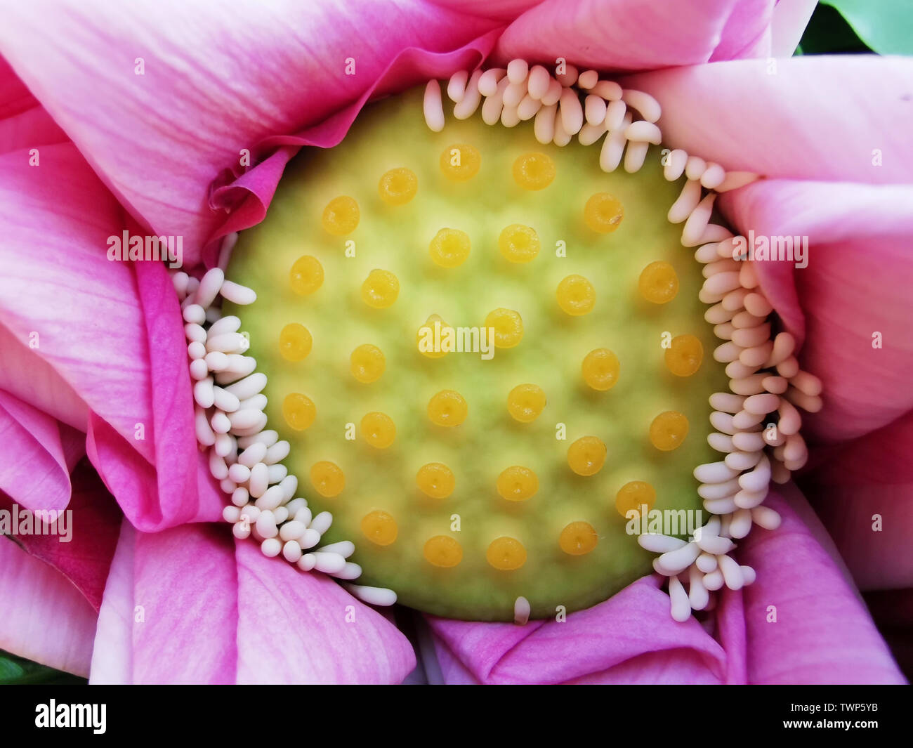 Pollen of lotus hi-res stock photography and images - Alamy