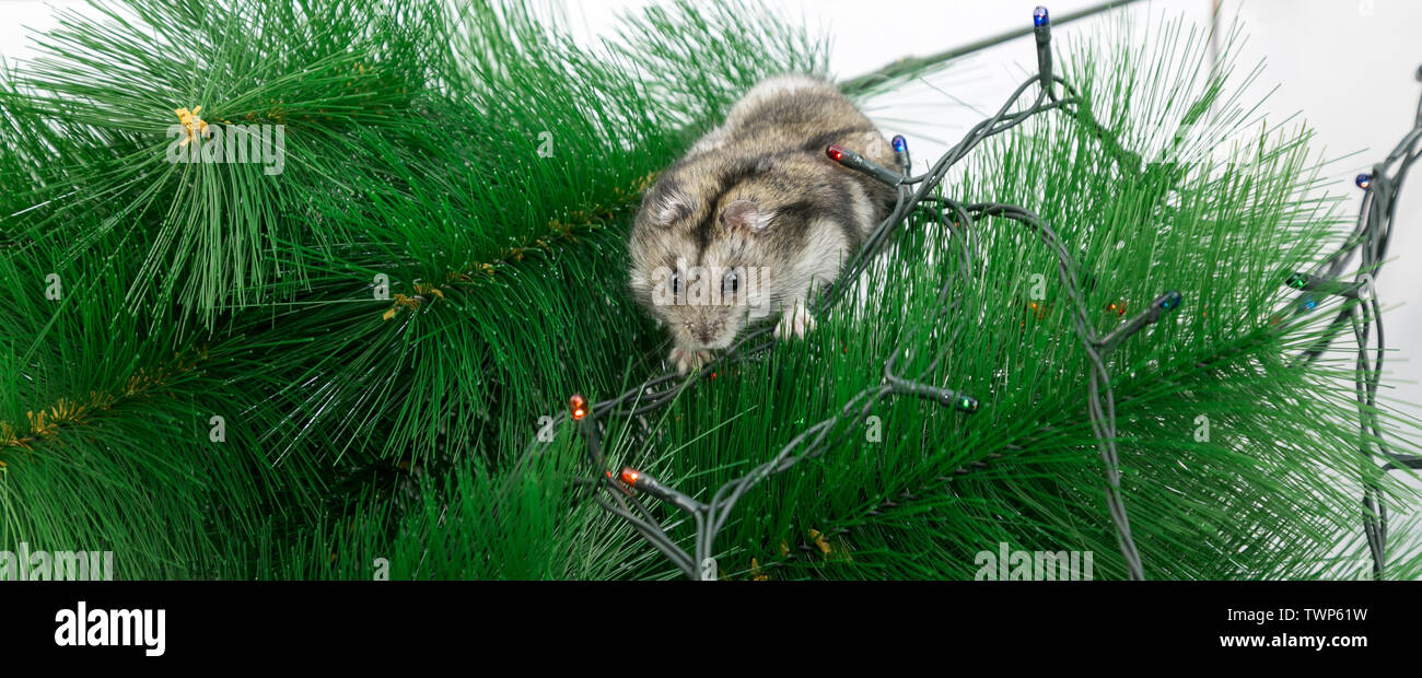 A rat runs along the branch of a Christmas tree among the glowing ...