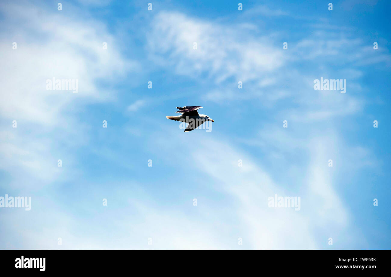 Seagull, Port Erin, Isle of Man, British Isles Stock Photo - Alamy