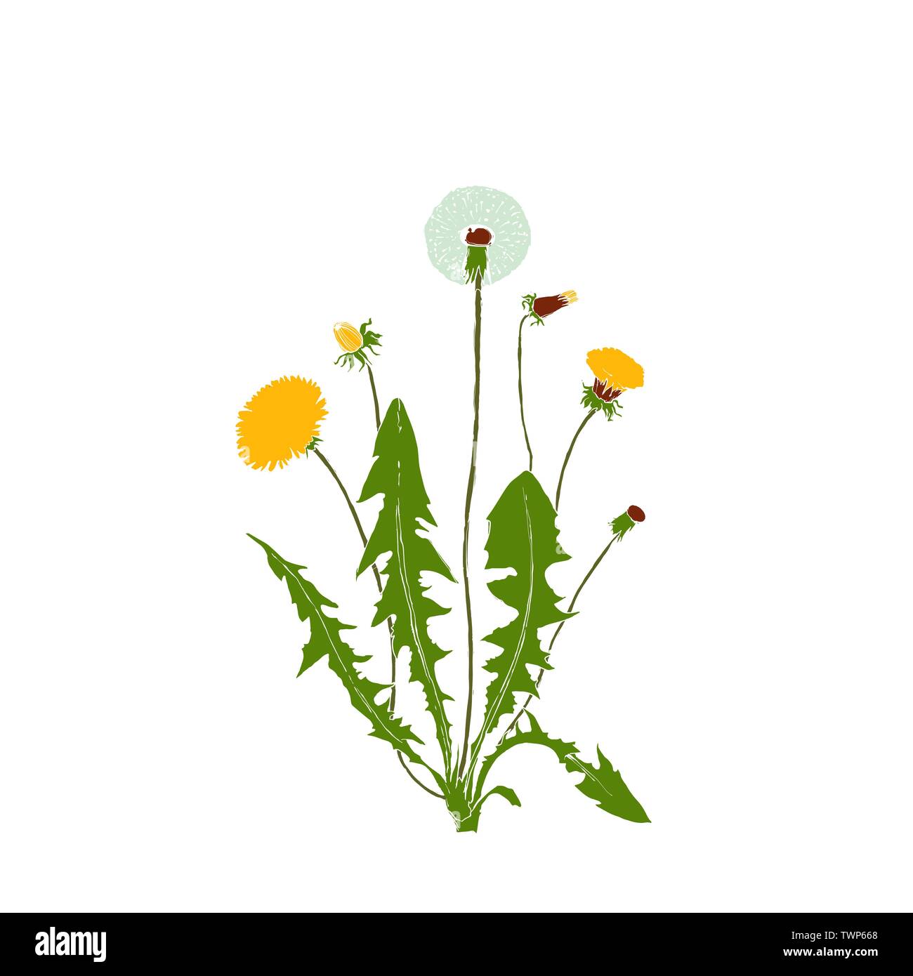 Dandelion botanical isolated illustration, hand drawn plant Stock ...