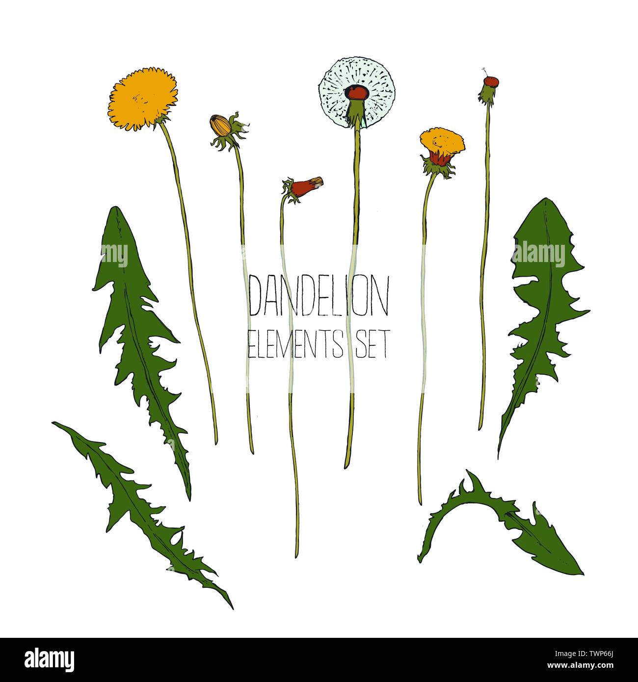 Dandelion botanical illustration hi-res stock photography and images ...