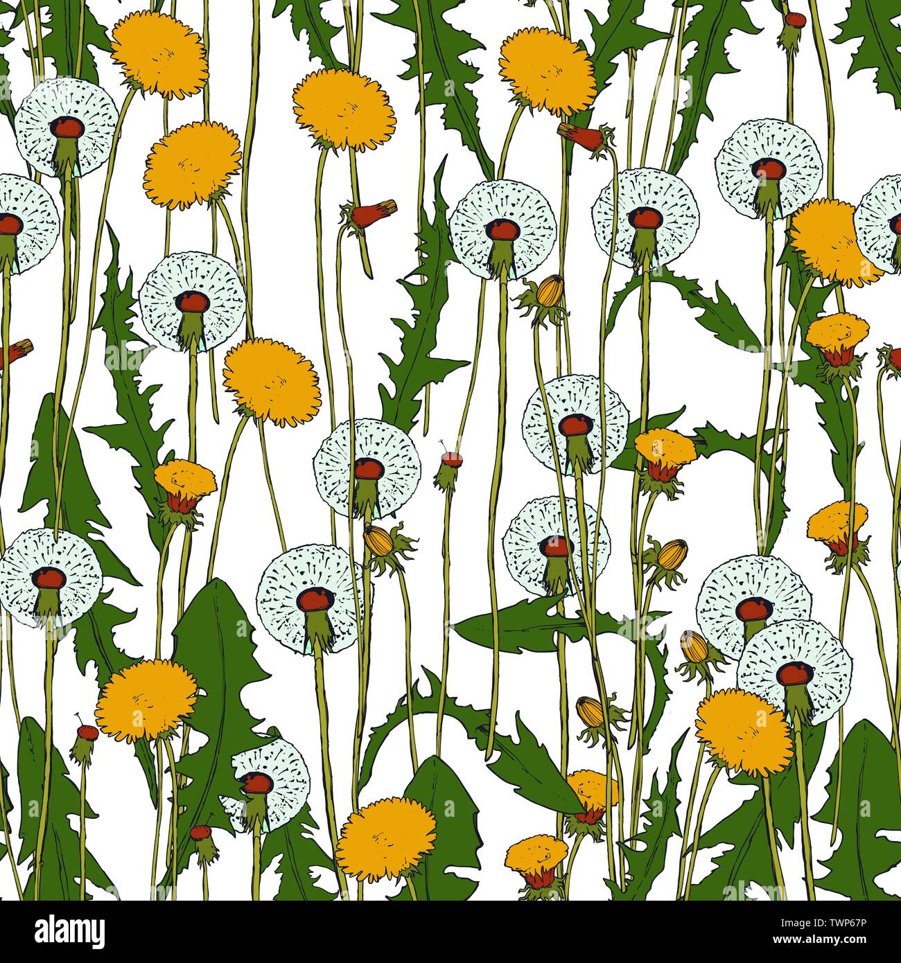 Dandelion botanical Stock Vector Images - Alamy