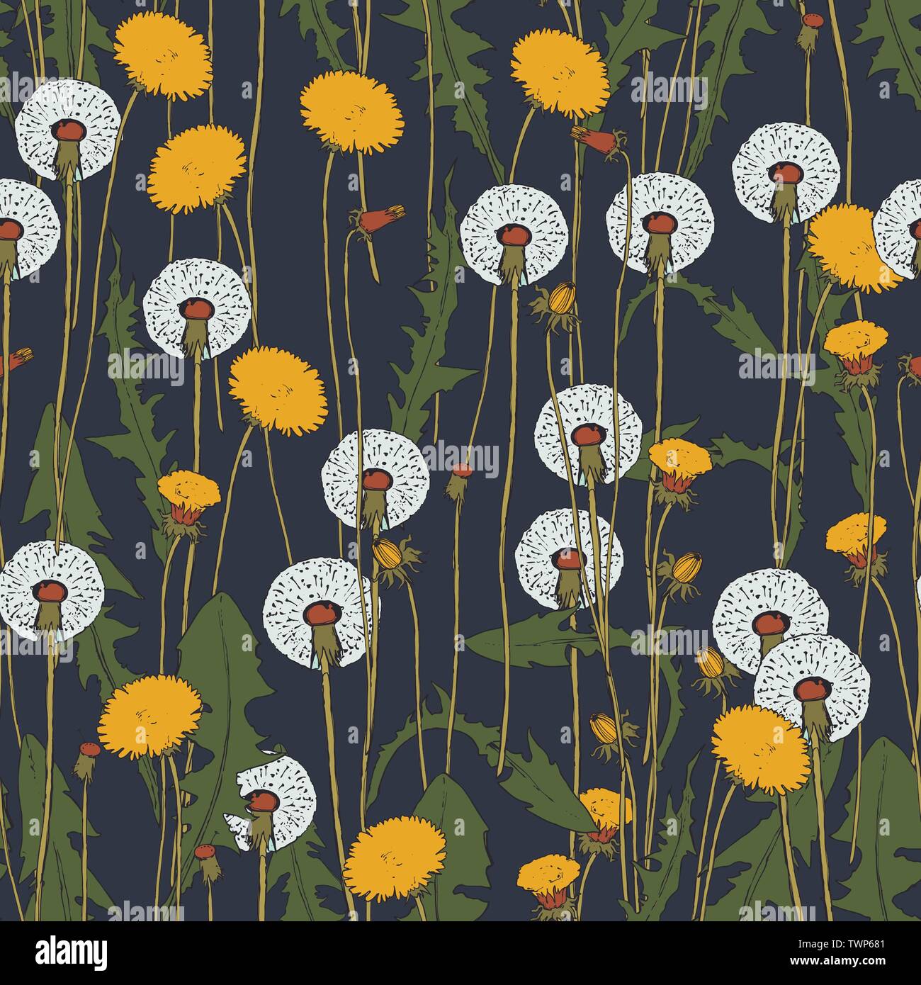 Dandelion botanical isolated illustration, hand drawn plant Stock ...