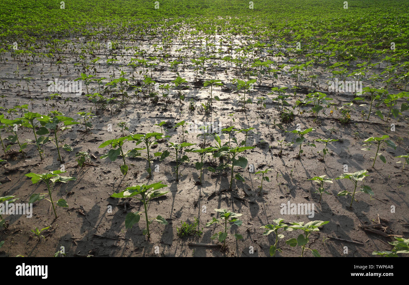 Flood land meadow hi-res stock photography and images - Alamy