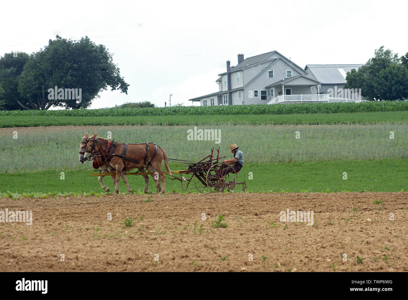 Amish man working on field in Lancaster County, PA, USA Stock Photo - Alamy