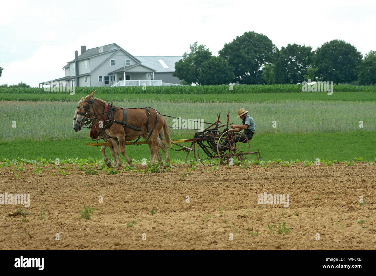 Amish man working on field in Lancaster County, PA, USA Stock Photo - Alamy