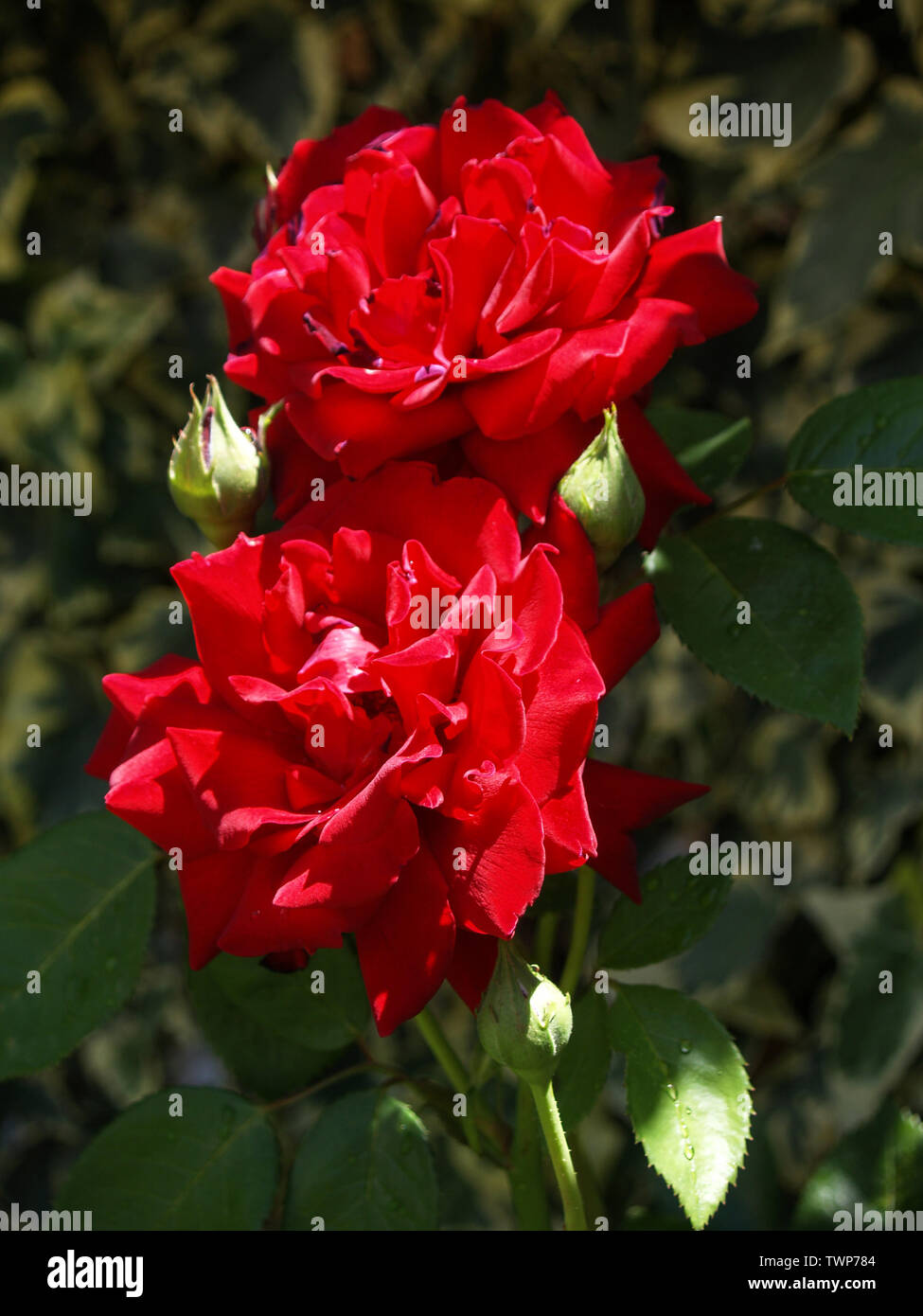 velvety red roses in the garden Stock Photo - Alamy