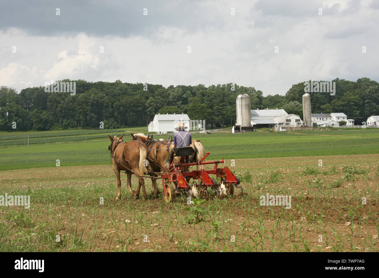 Amish man working on field in Lancaster County, PA, USA Stock Photo - Alamy