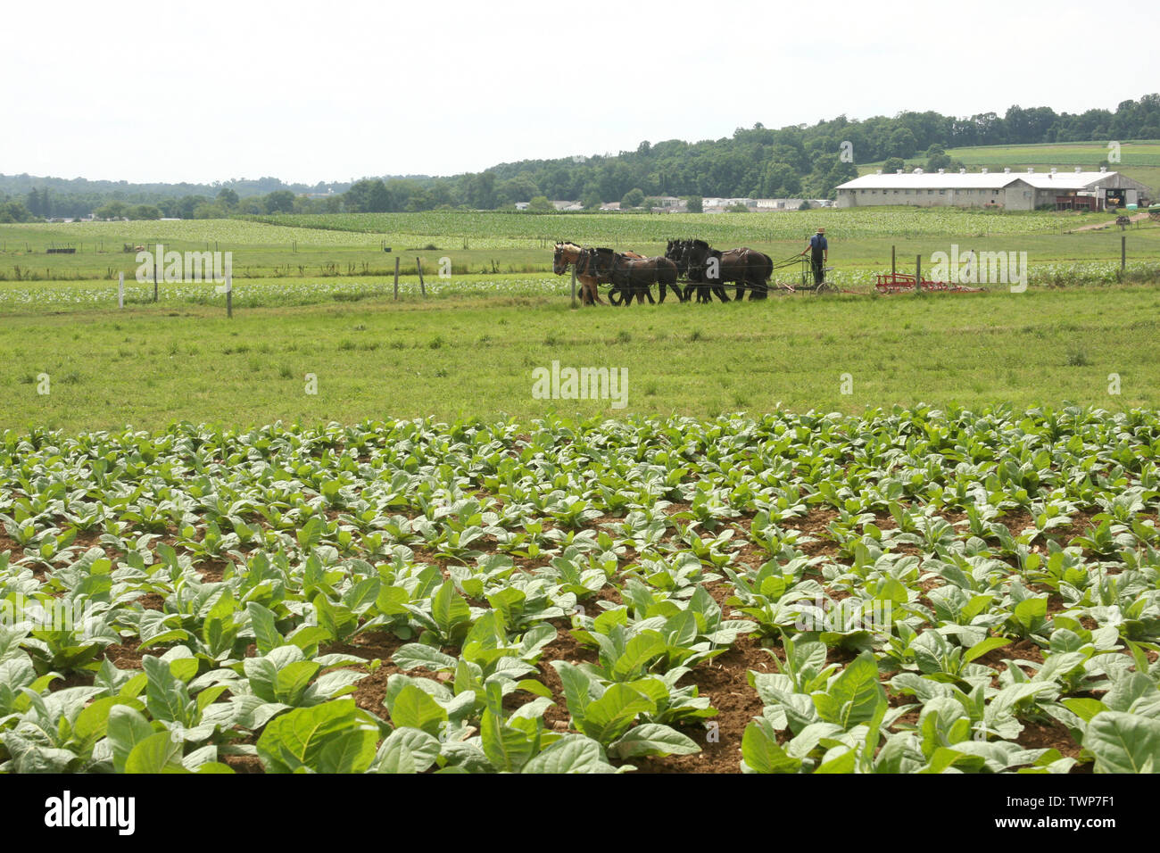 Amish farmers farm people hi-res stock photography and images - Alamy
