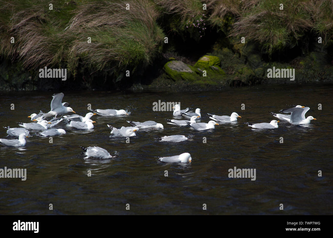 Seagulls on the Cornaa River, Cornaa northern Isle of Man, British ...