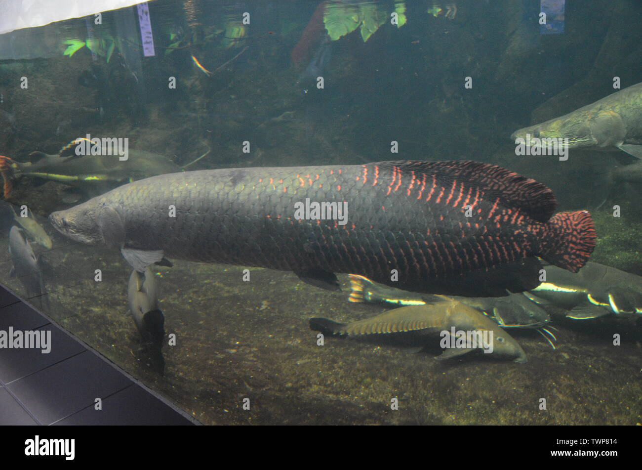 Tropical fish in aquarium Stock Photo - Alamy