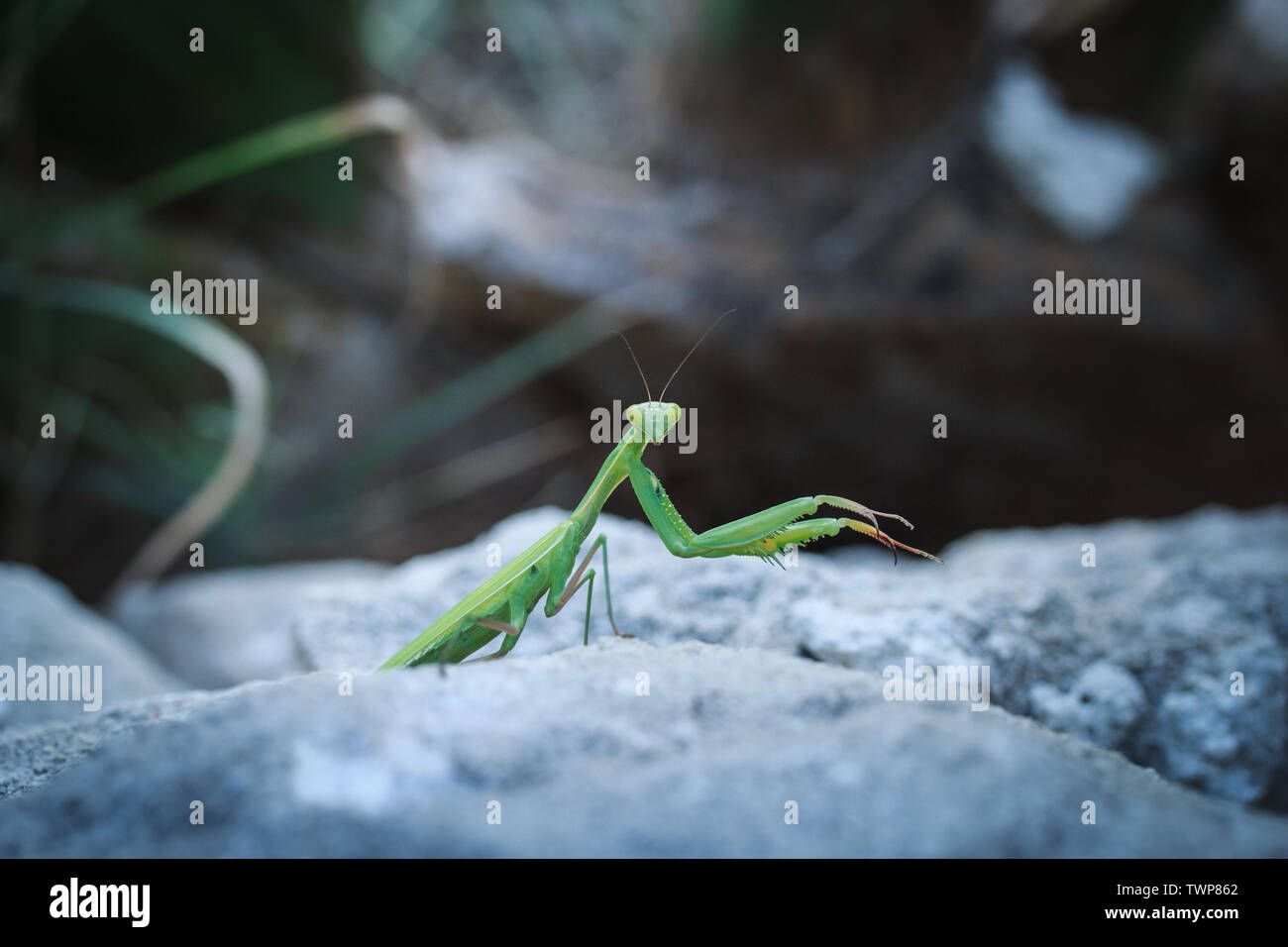 Gray praying mantis hi-res stock photography and images - Alamy