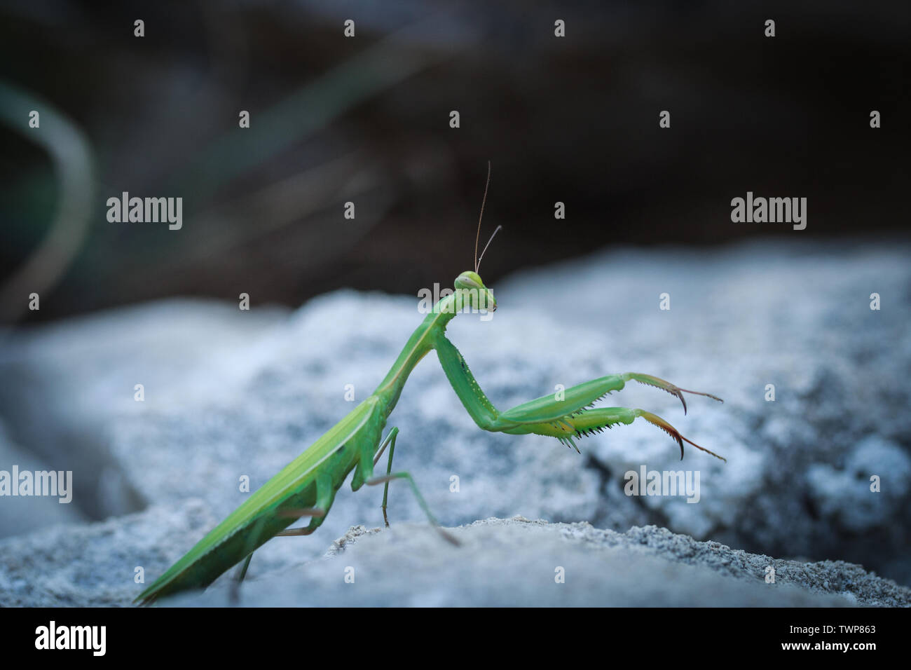 Gray praying mantis hi-res stock photography and images - Alamy