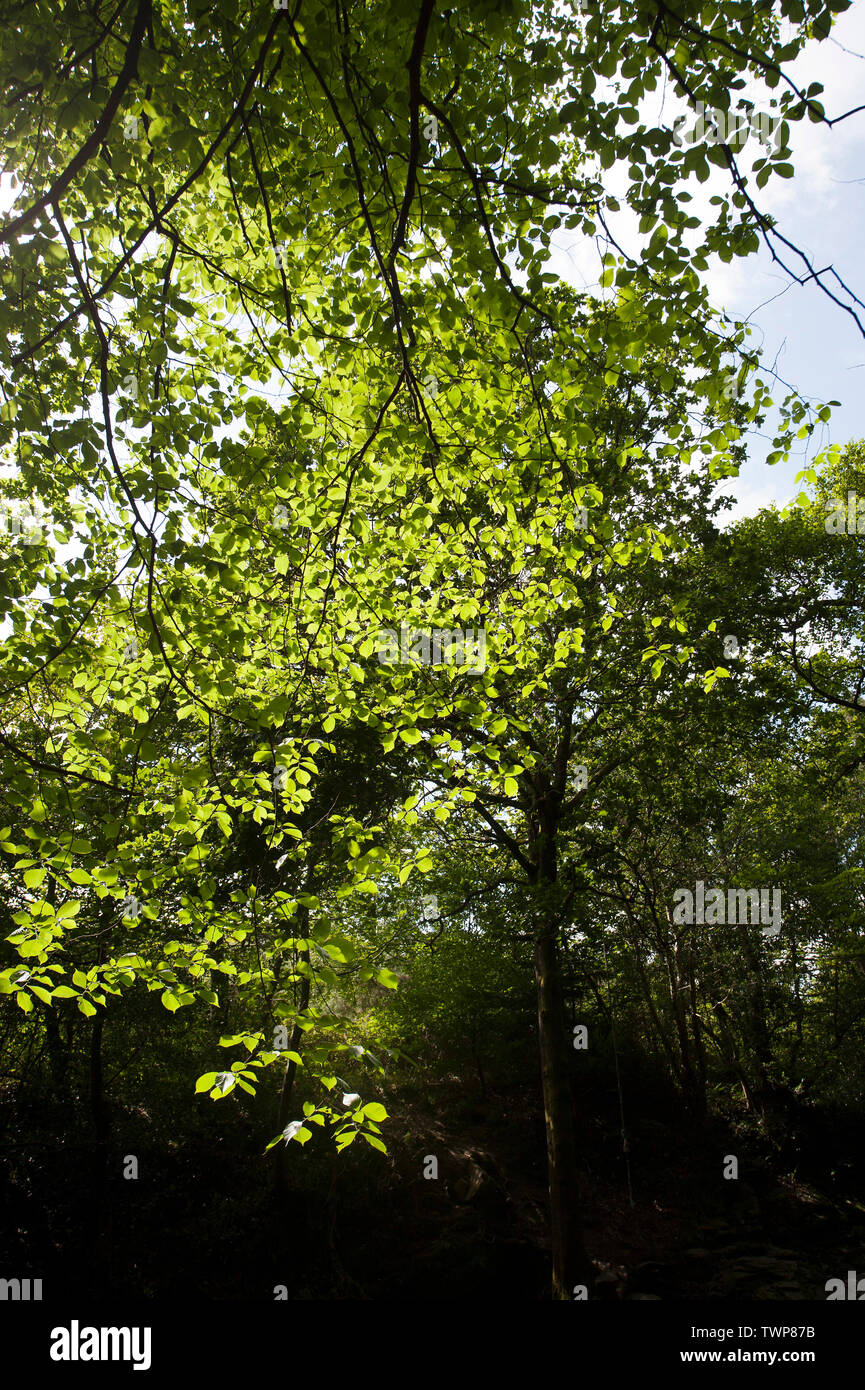 Quiet fishing spot on the Cornaa River, Cornaa northern Isle of Man ...