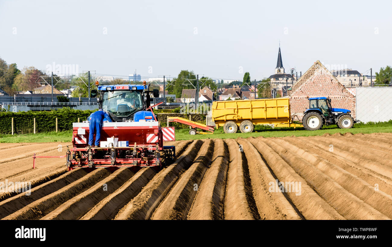 Two farmers are planting a plowed field with potato, using a tractor ...