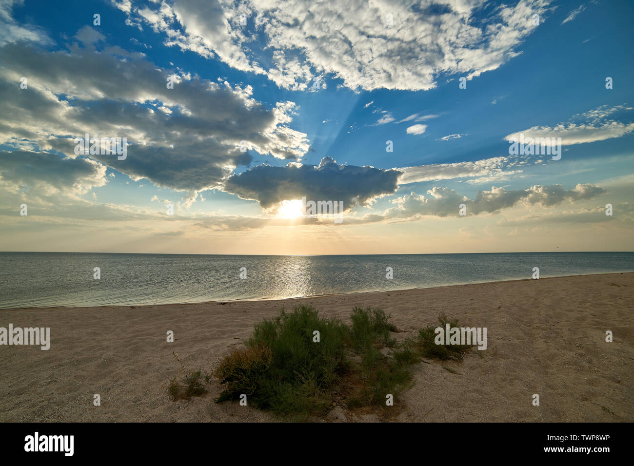 Bush on the beach hi-res stock photography and images - Alamy