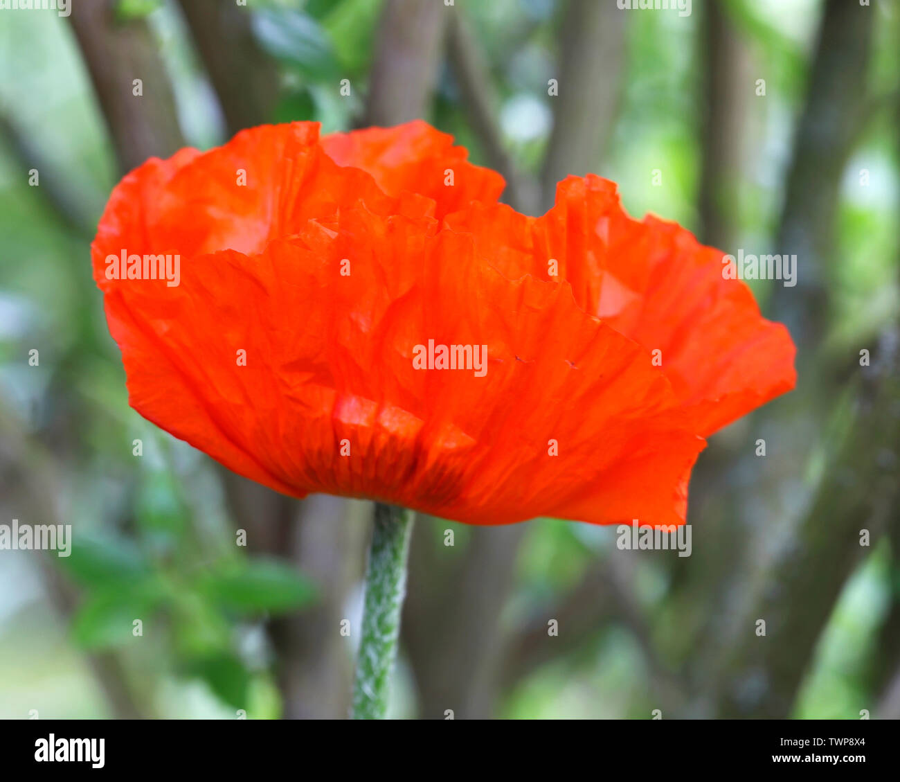 A side view of a cultivated flowering red poppy in an English country ...