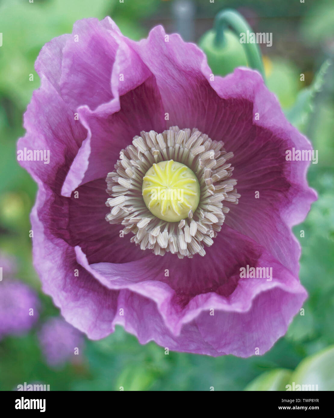 Patty's Plum, a variety of oriental poppy in an English flower border ...