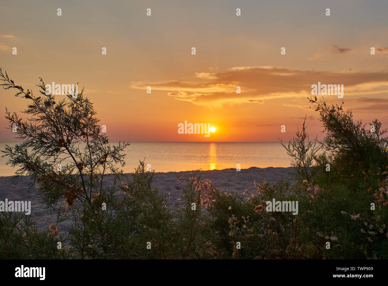 Bush on sandy beach against sunset Stock Photo - Alamy