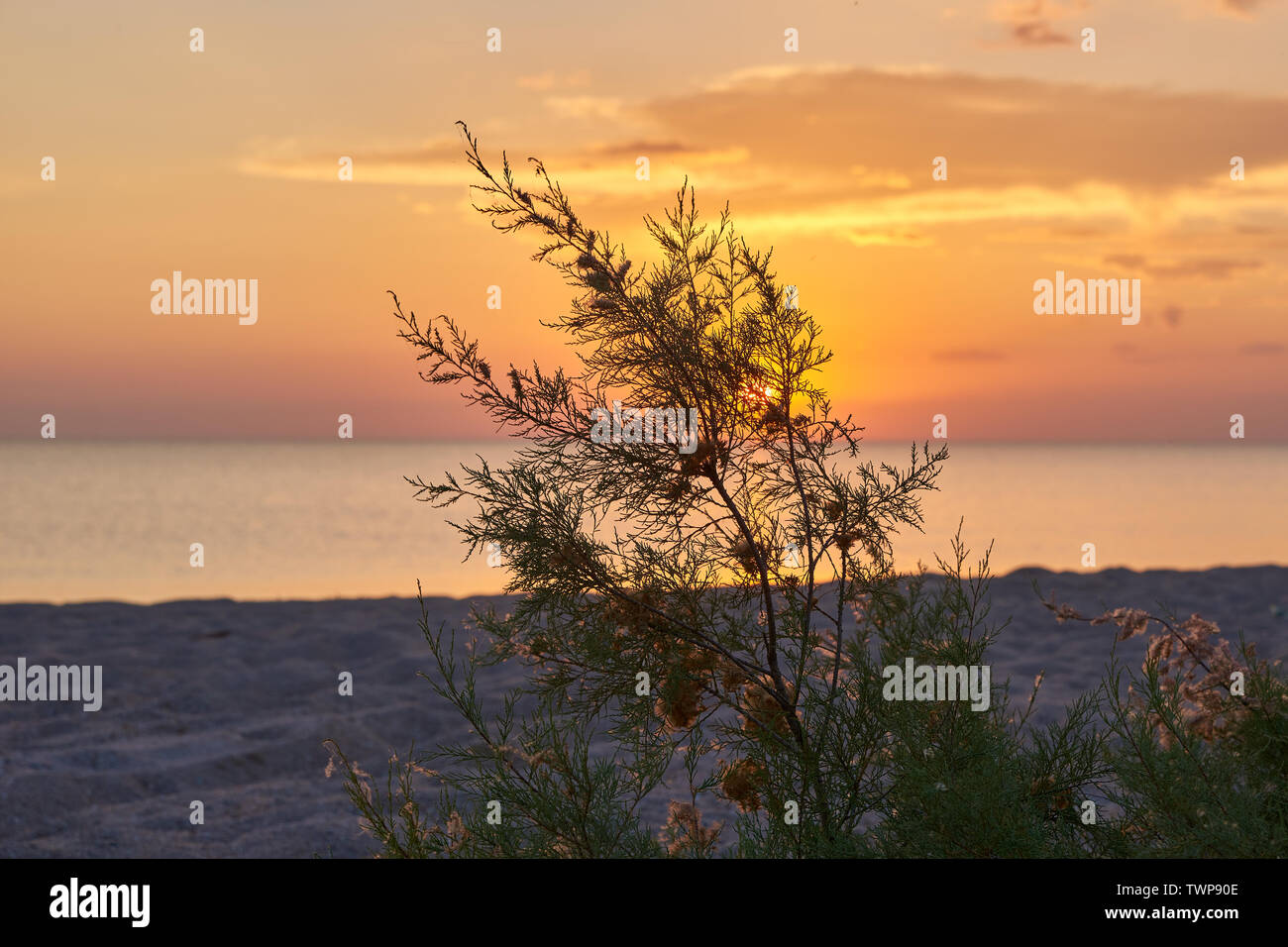 Bush on the beach hi-res stock photography and images - Alamy