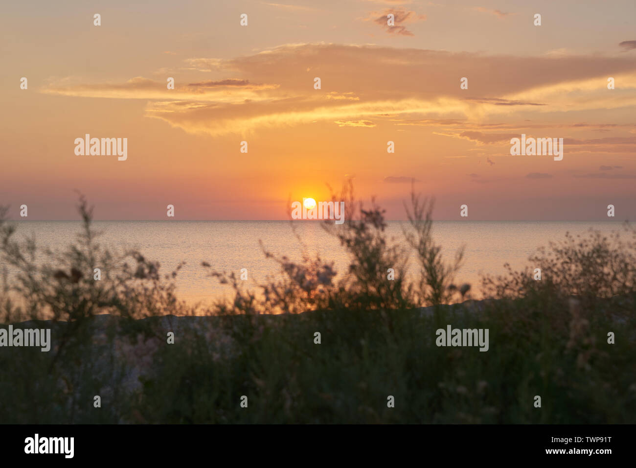 Bush on the beach hi-res stock photography and images - Alamy