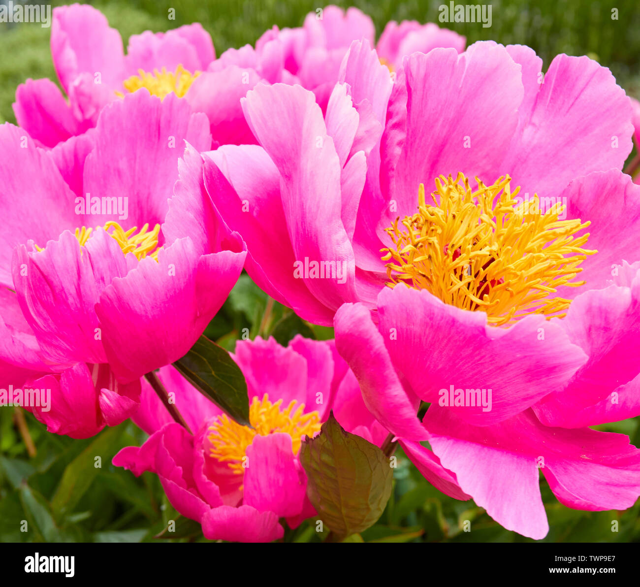 Paeony anatomy hi-res stock photography and images - Alamy