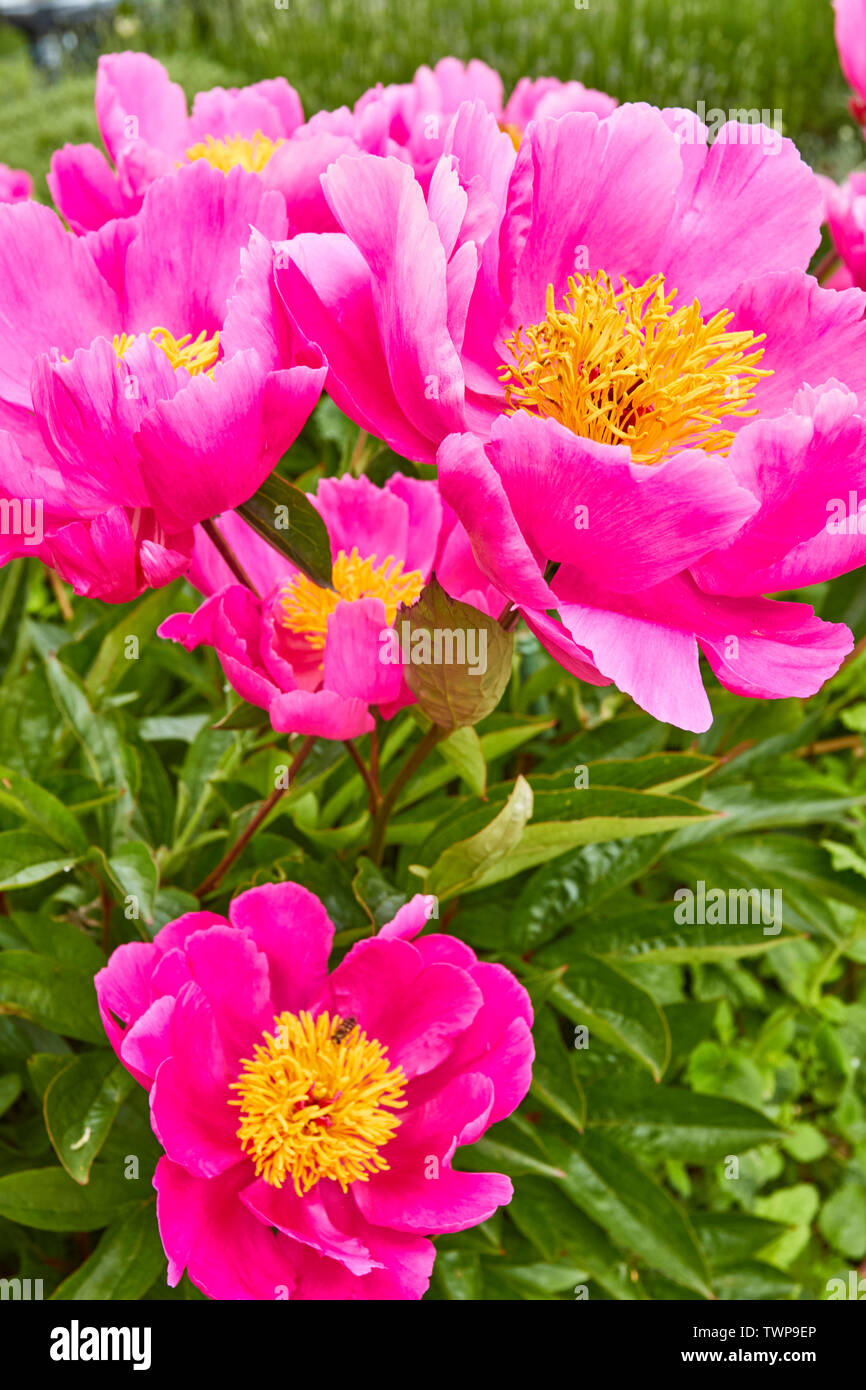 Close up nature flower portrait of peony flower in full bloom in a ...