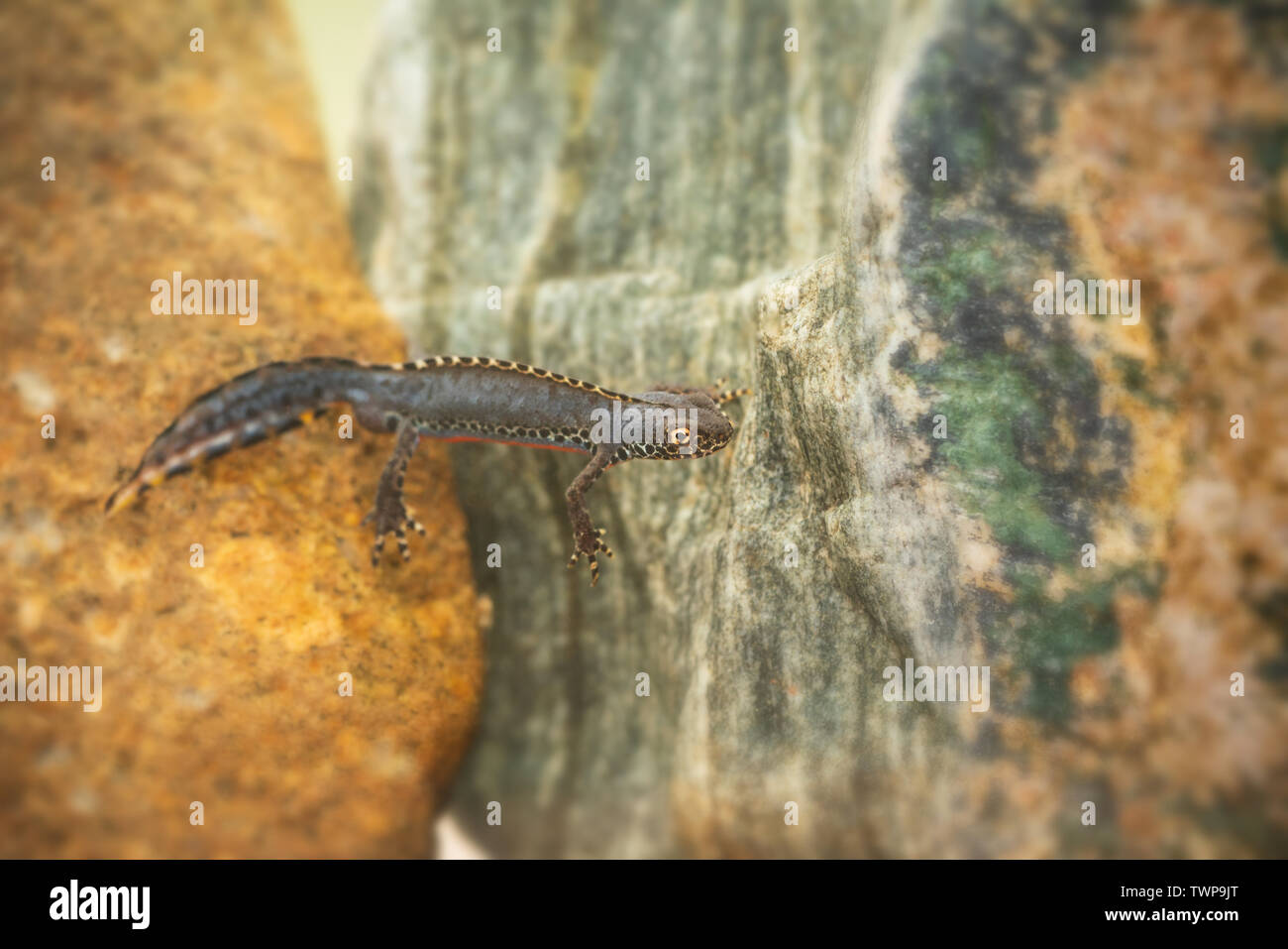 Breeding rocks hi-res stock photography and images - Alamy