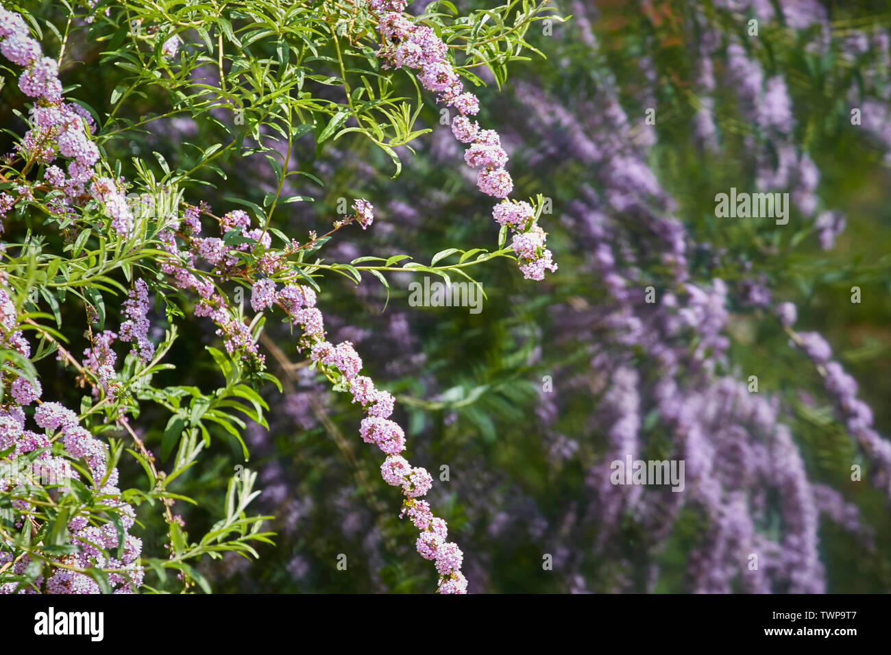 Weeping Buddleja in the sunshine of a London urban garden, England ...