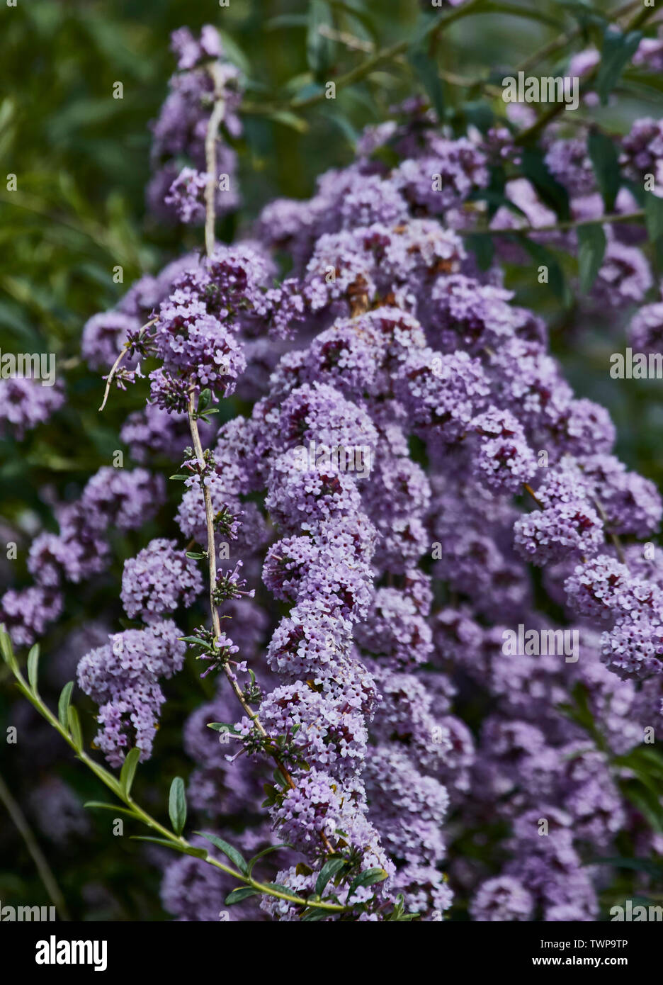 Weeping Buddleja in the sunshine of a London urban garden, England ...