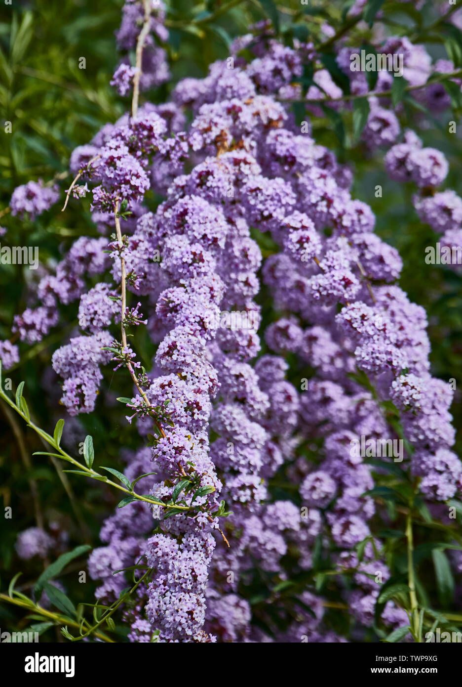 Weeping Buddleja in the sunshine of a London urban garden, England ...