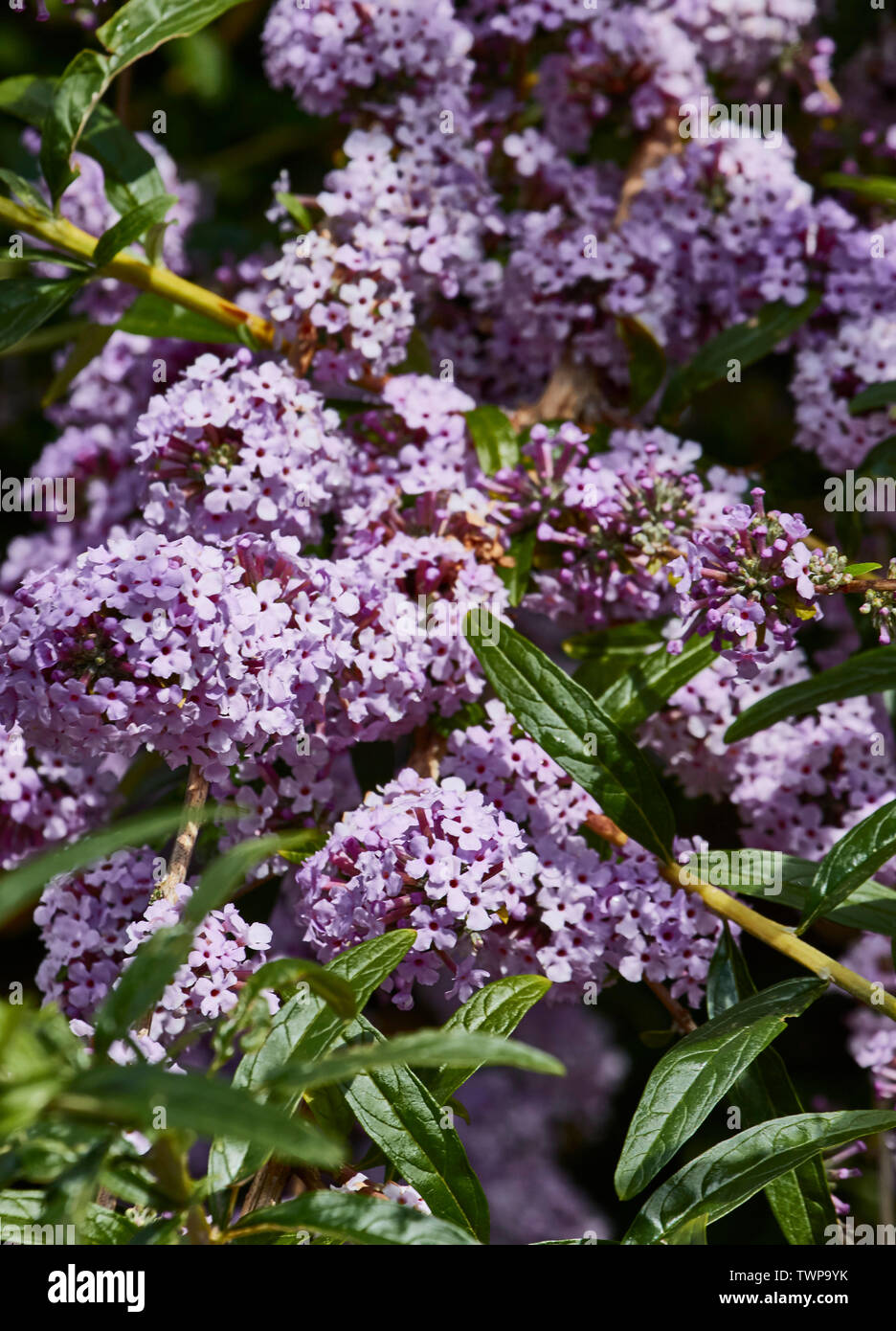 Weeping Buddleja in the sunshine of a London urban garden, England ...