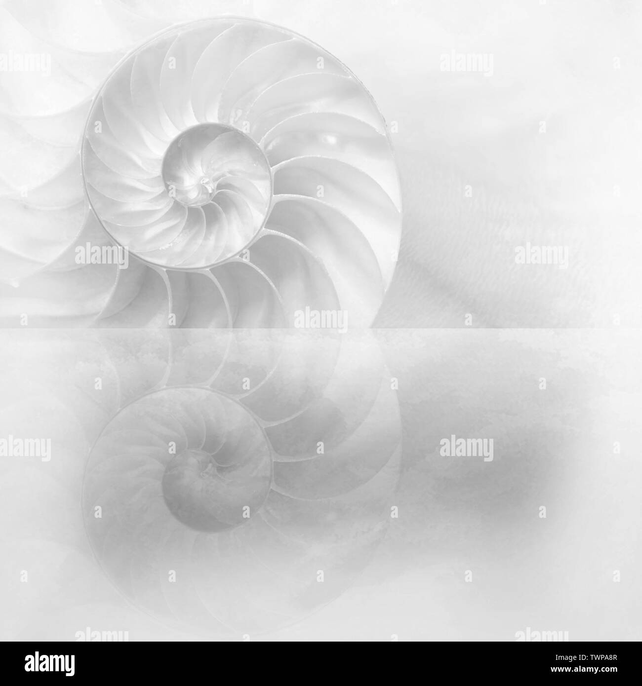 Fractal shell nautilus Black and White Stock Photos & Images - Alamy
