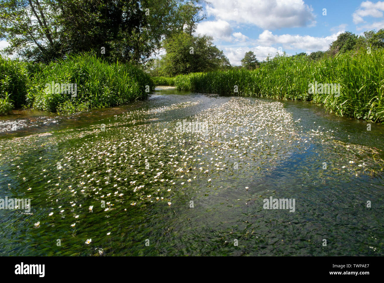 The River Darent in Kent in May, looking beautiful Stock Photo - Alamy