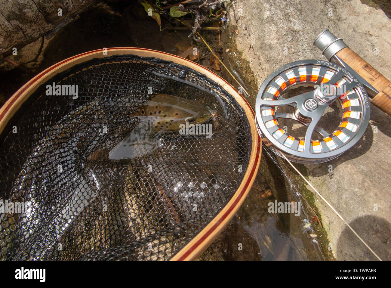 A captured trout in a net, ready to be released back into the river ...