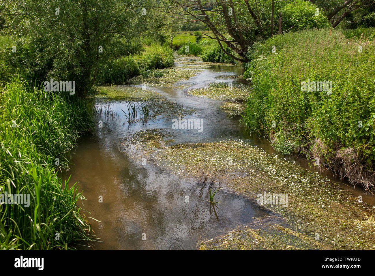 The River Darent in Kent in May, looking beautiful Stock Photo - Alamy